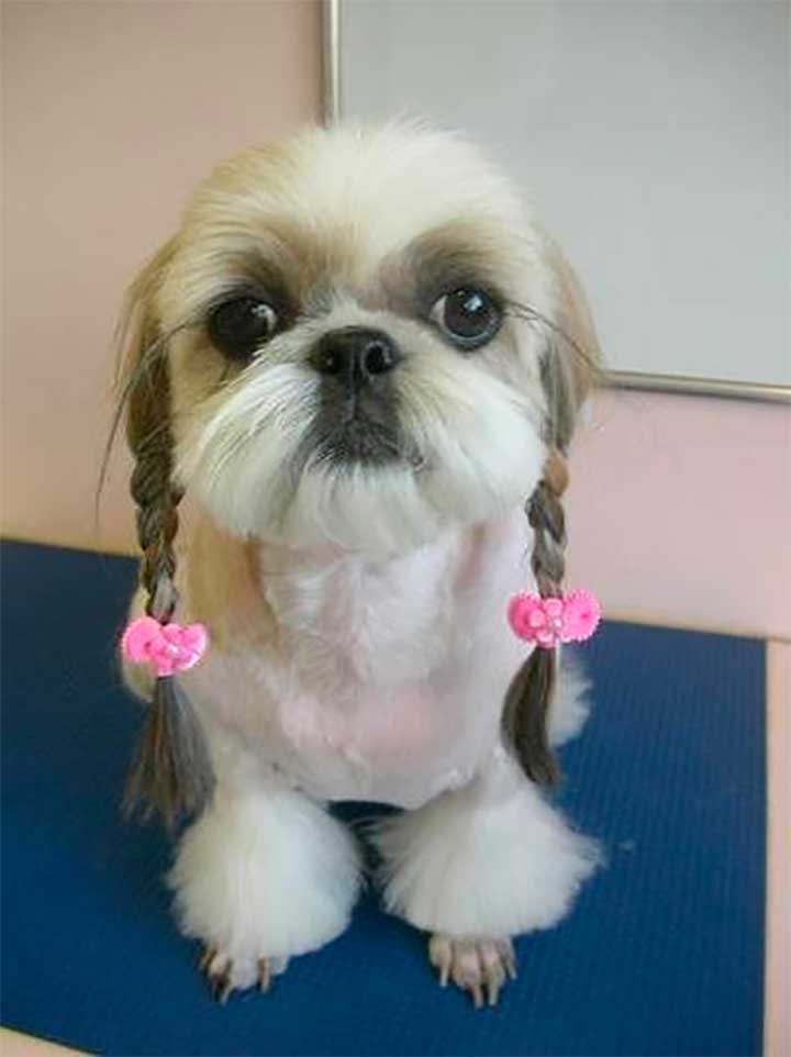 15 Dogs With Better Hairstyles Than You
