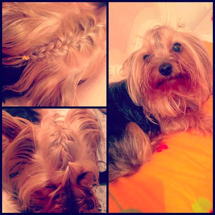 15 Dogs With Better Hairstyles Than You