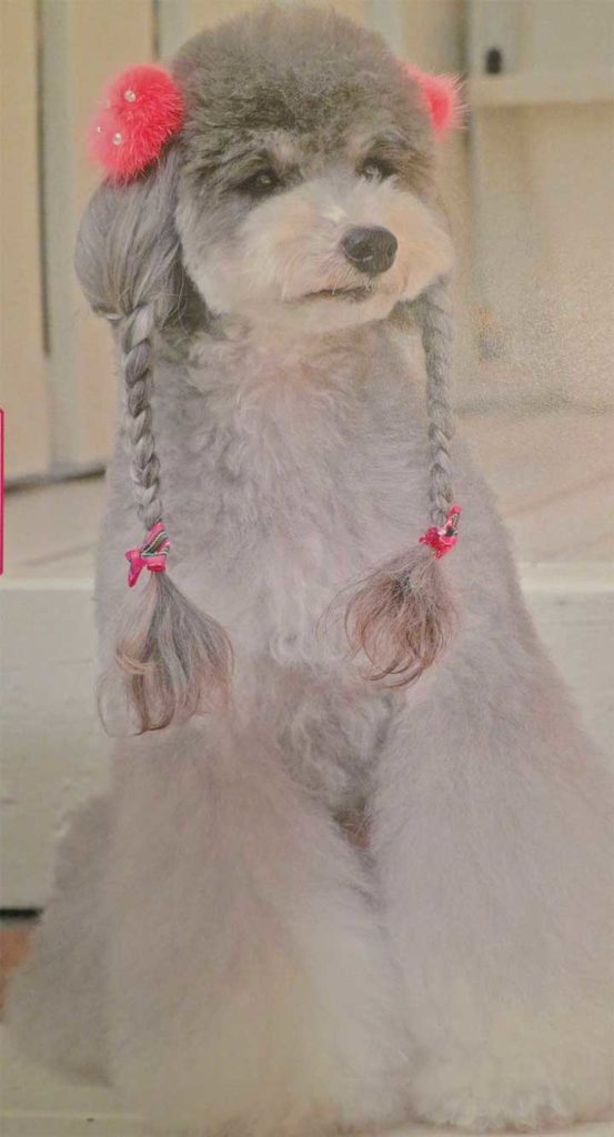 15 Dogs With Better Hairstyles Than You