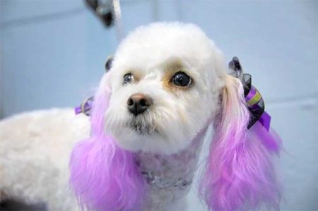 15 Dogs With Better Hairstyles Than You
