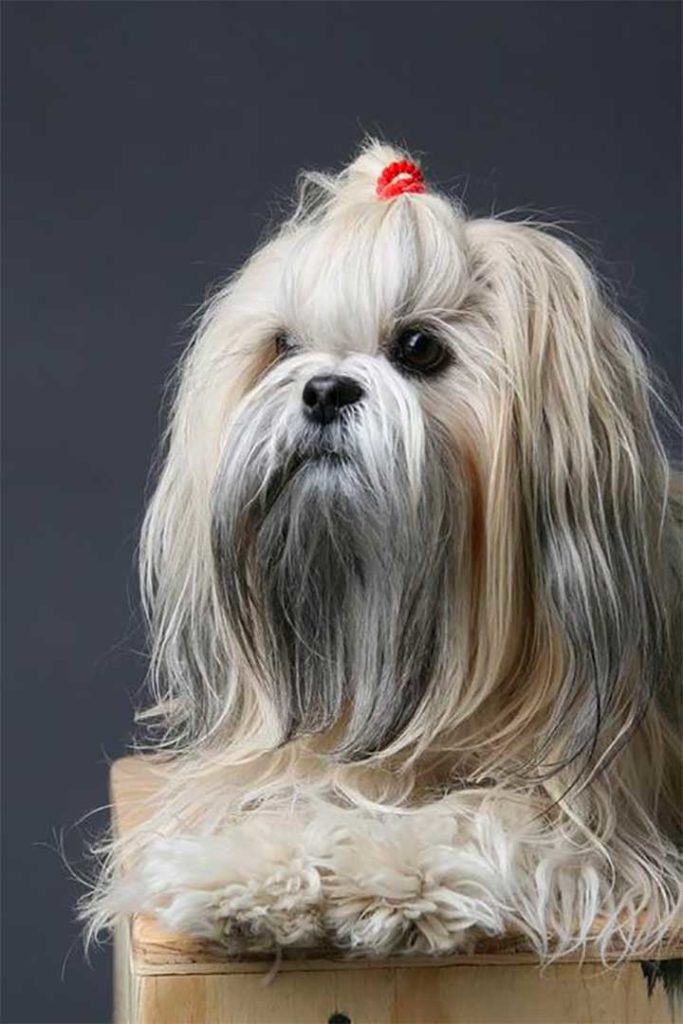 15 Dogs With Better Hairstyles Than You