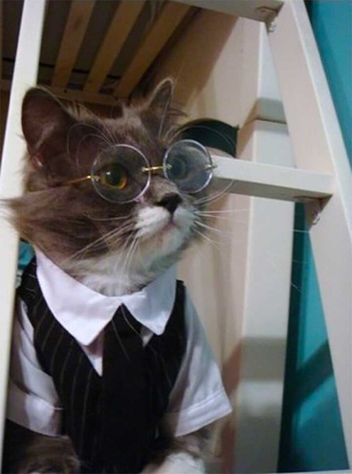 10 Cats Who Wear Human Clothes Better Than You