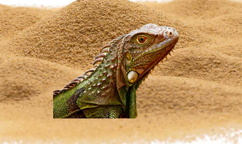 The 3 Best Sand Types for Reptiles