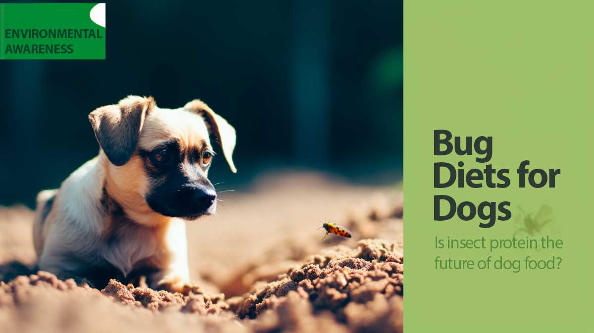 Bug Diets for Dogs: Is Insect Protein the Future of Dog Food?