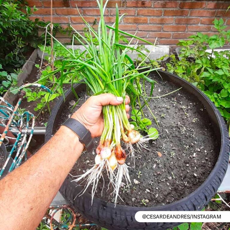 Cambray Onion: Nutrition, Benefits, and Cooking Tips